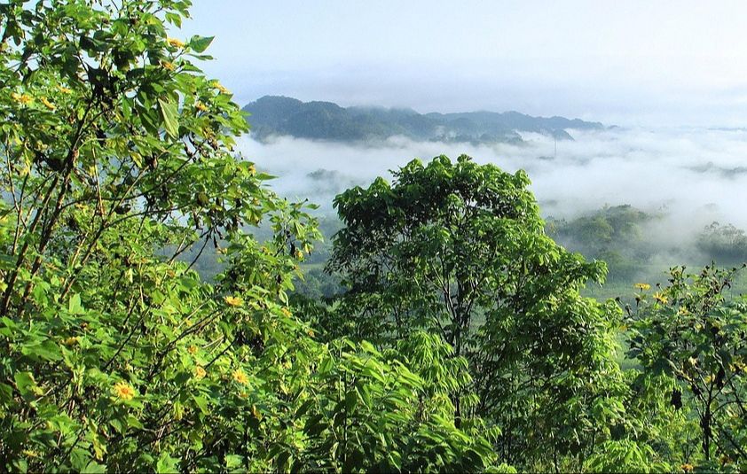 Identificação da biodiversidade em grande escala - Thot Cursus