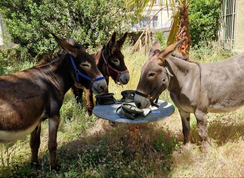 Lo que nos enseña el burro - Thot Cursus