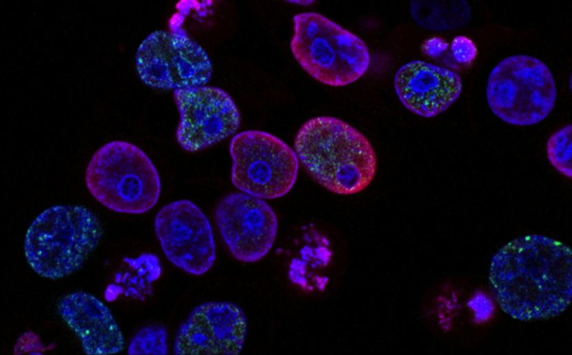 Humans in continuity with their environment - Thot Cursus