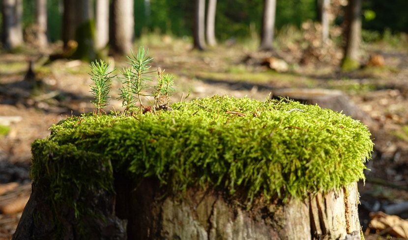 School in the forest or education through nature - Thot Cursus