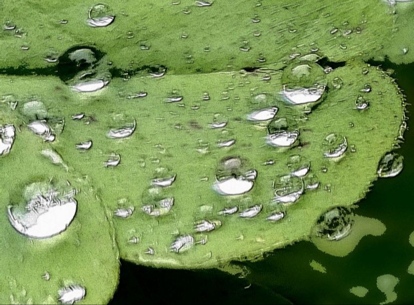 Exploit nature or become its guardian? - Thot Cursus